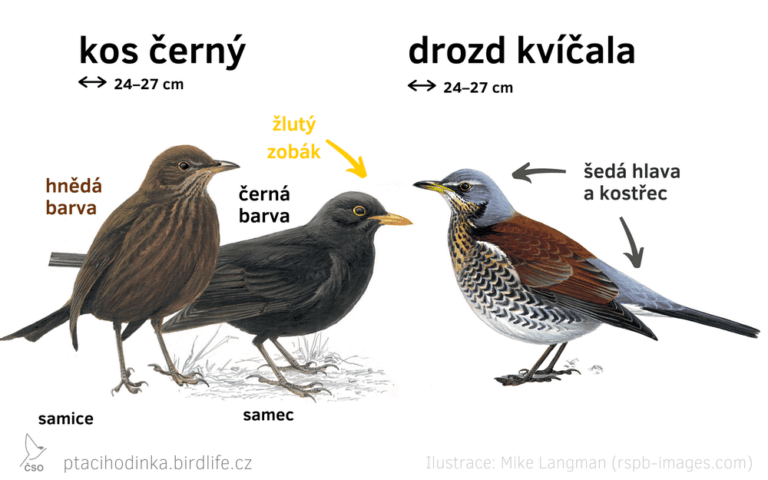 Určování ptáků - Ptačí hodinka