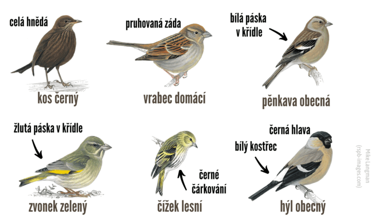 Určování ptáků - Ptačí hodinka